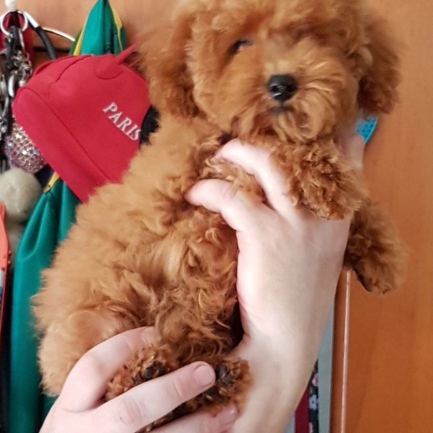 Мальчик красотун