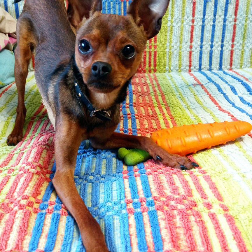 Русский той-терьер вязка