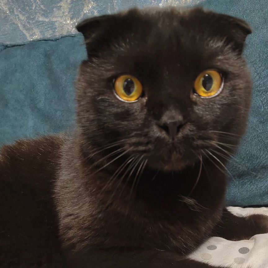 Шотландский вислоухий короткошёрстный, взрослый кот