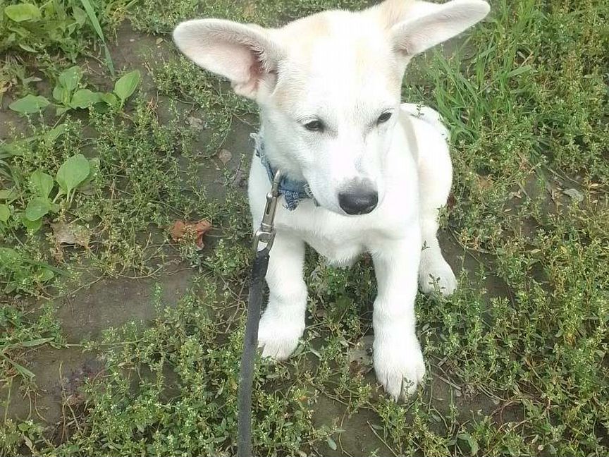 Пес Беляш дворянин