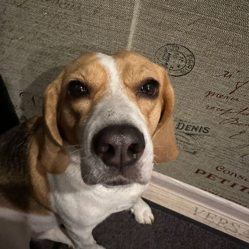 Потерялась собака