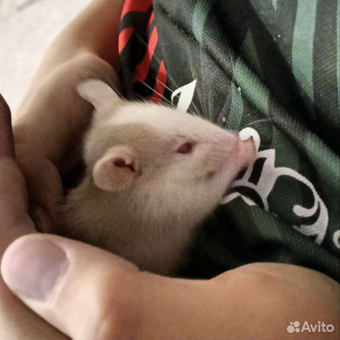 Крыс мальчик бесплатно