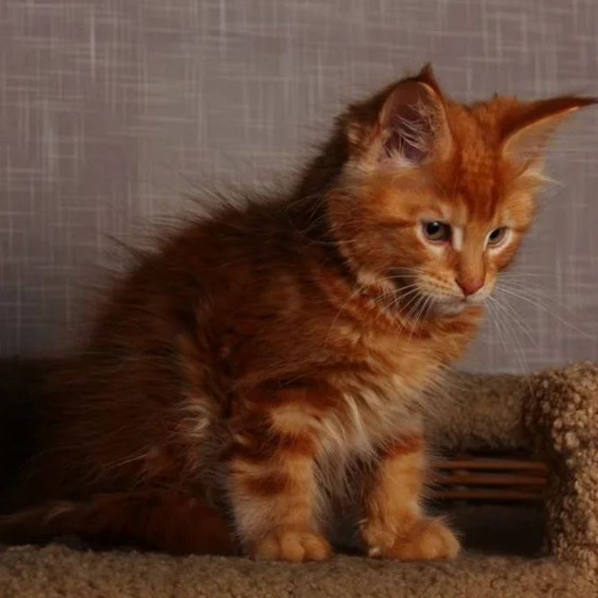 Рысята крупные котятки