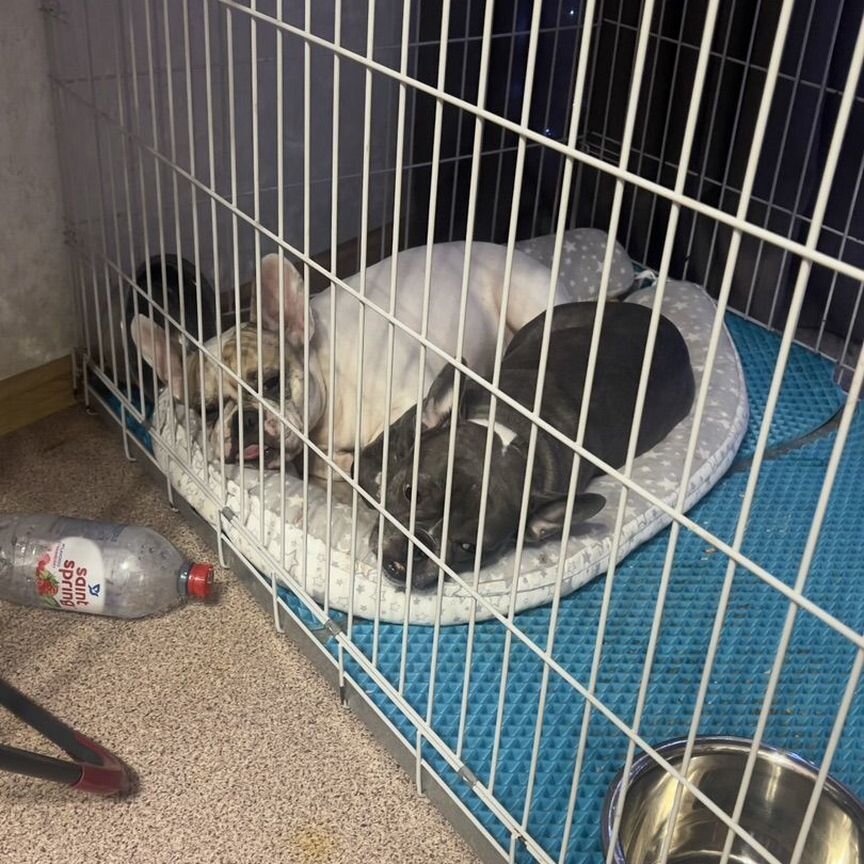 Клетка для собак большая