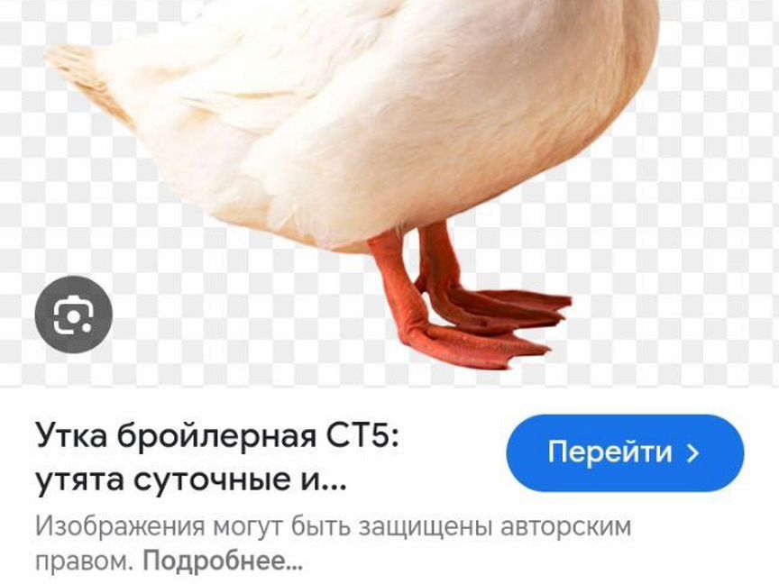 Продам мясо утки фермерской. Оптом