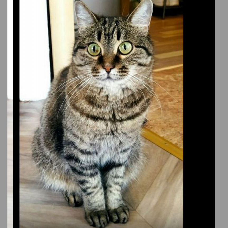 Молоденькая кошечка ищет дом