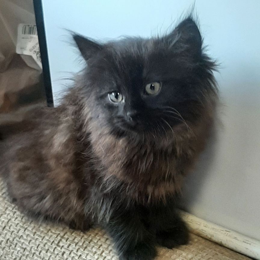 Кошка Машка