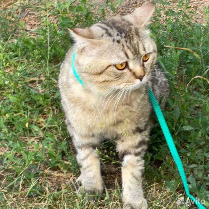 Котик помесь с шотландцем в добрые руки