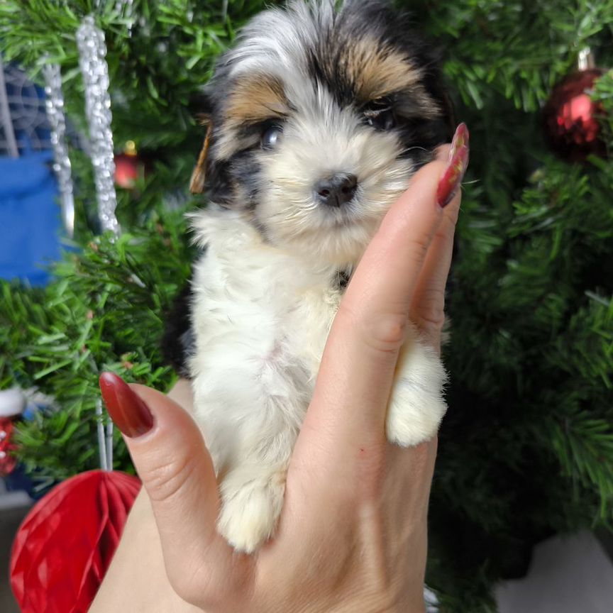 Бивер-йоркширский терьер, щенок