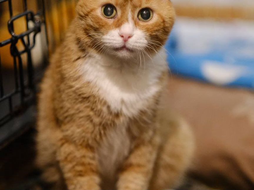 Честер (кот, 10-12 лет)