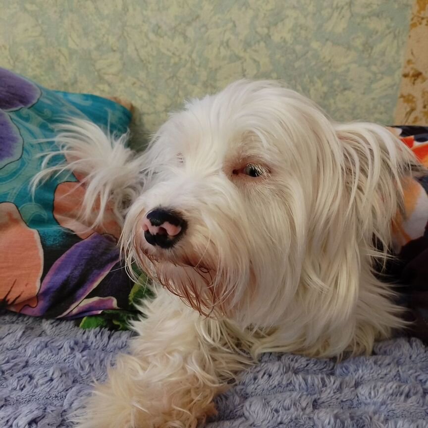 Продам собаку среднюю