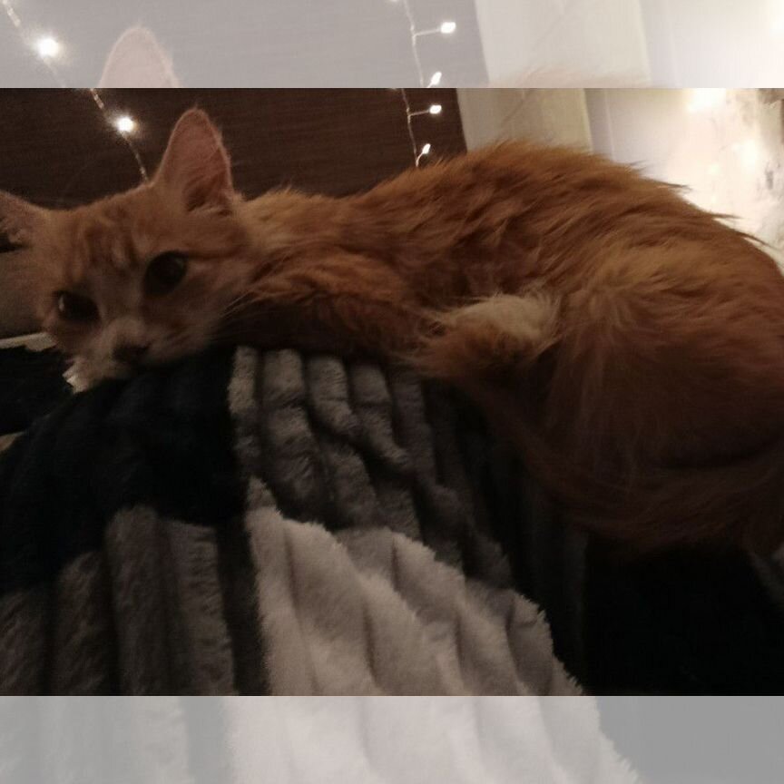 Сибирский котёнок