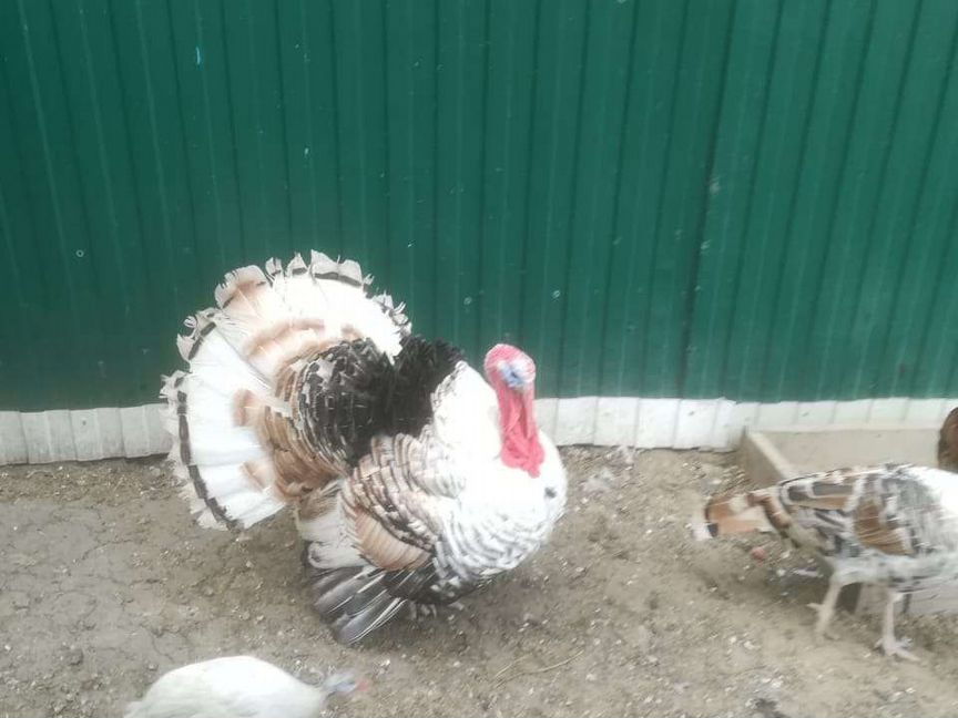 Инкубационное яйцо индейки