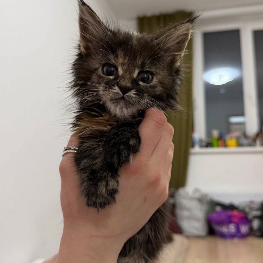 Мейн-кун котёнок