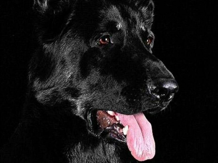 Восточноевропейская овчарка