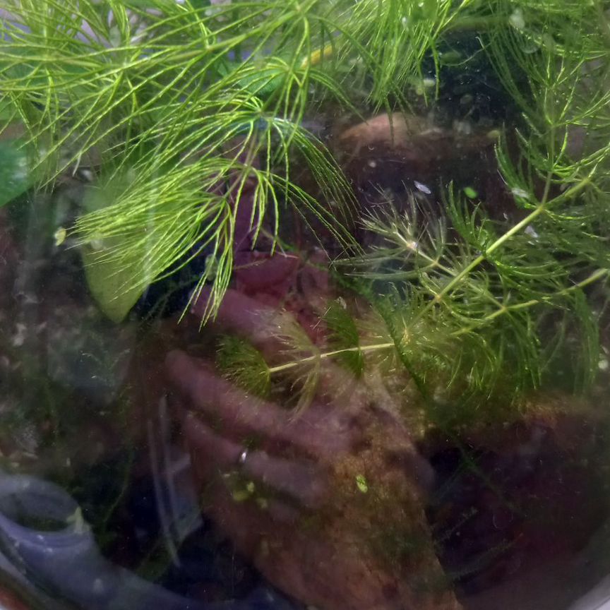 Аквариумные растения