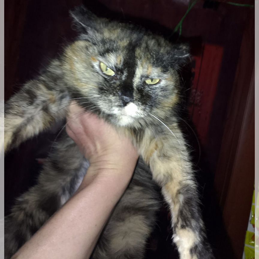 Взрослая, кошка в добрые руки