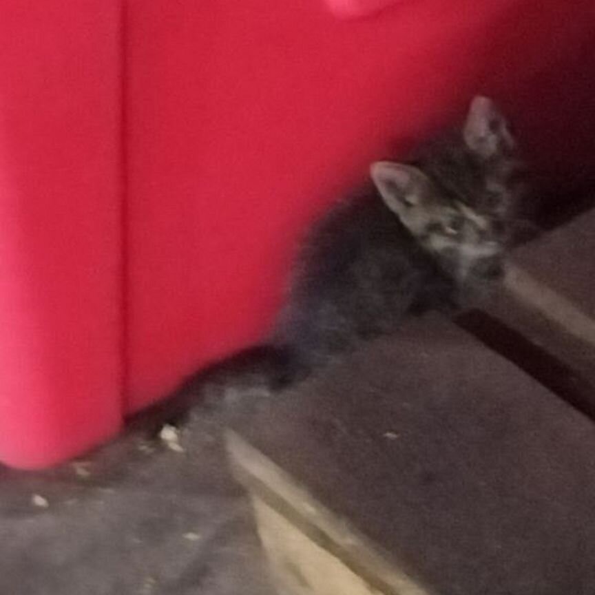 Котенок в добрые руки