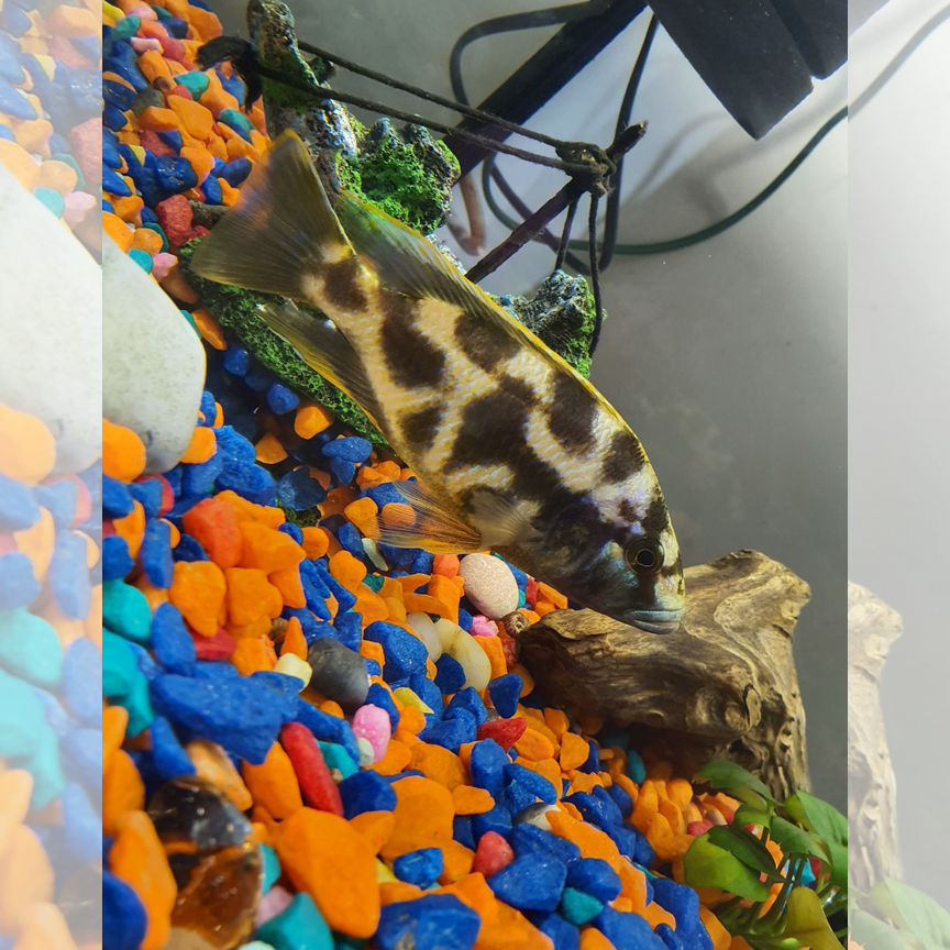 Хаплохромикс,цихлида Ливингстона. Взрослый парень