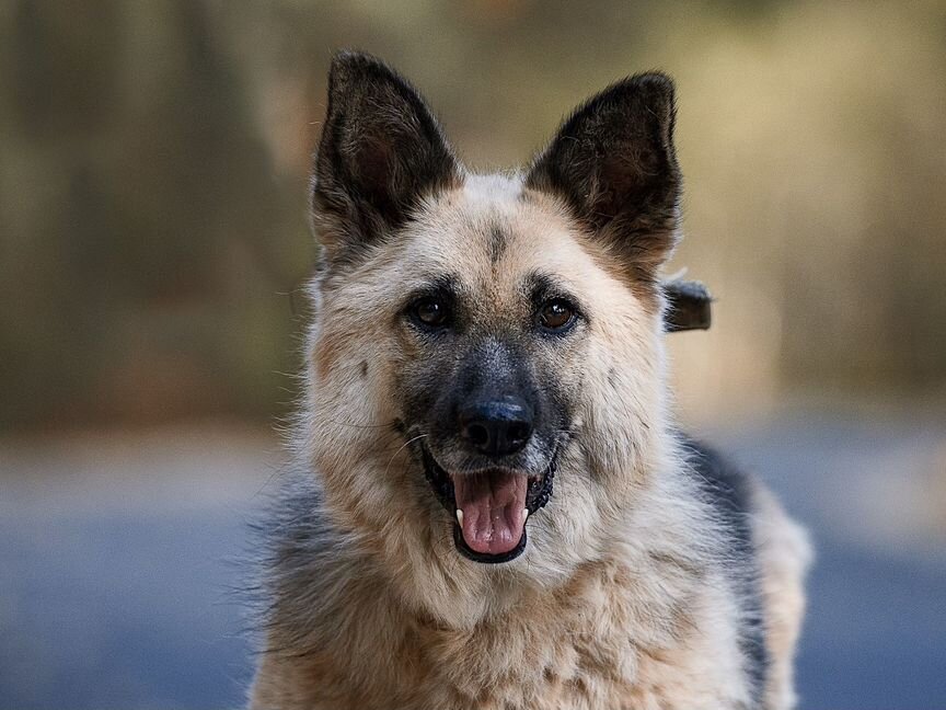 Прекрасный пёс в дар хорошему хозяину