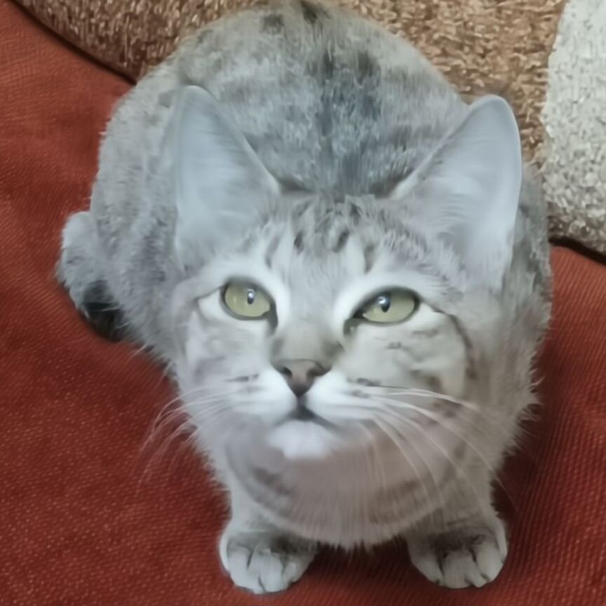 Меконгский бобтейл котёнок