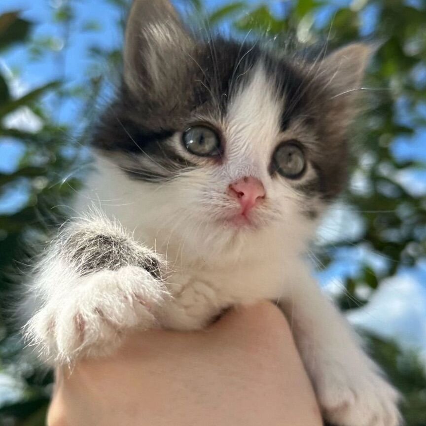 Котёнок в добрые руки