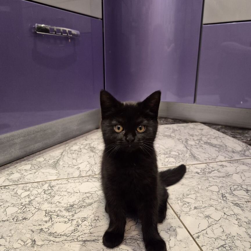 Котёнок британец метис