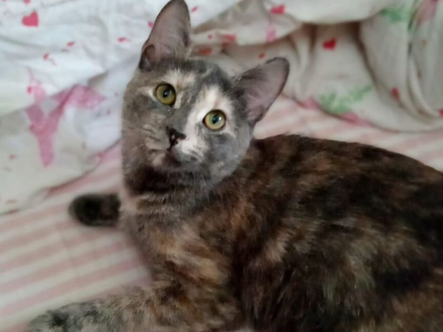 Котëнок девочка в добрые руки