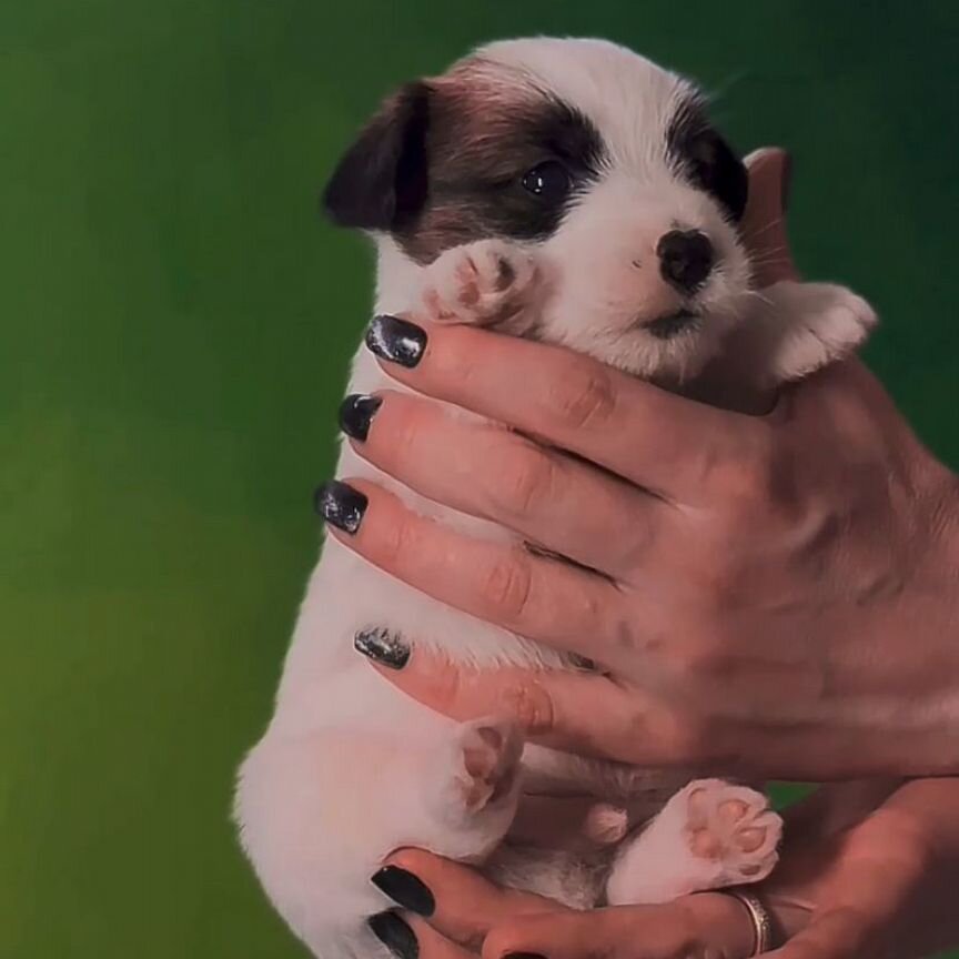 Щенок джек рассел терьера