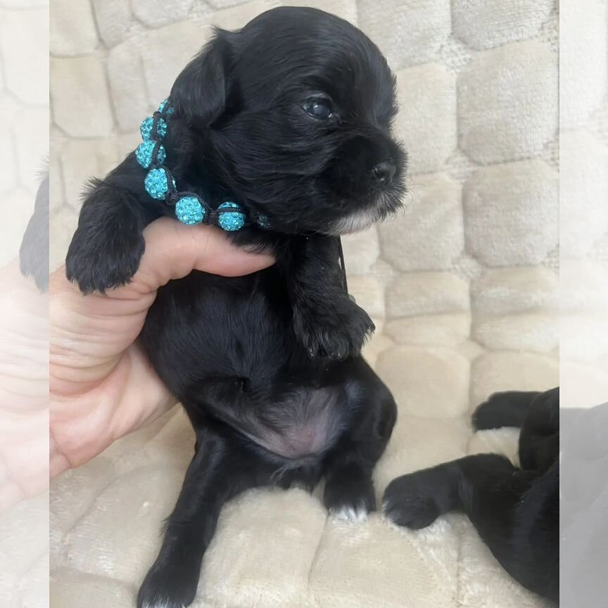 Мальтипу, щенок