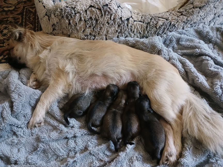 Щенки пекинеса