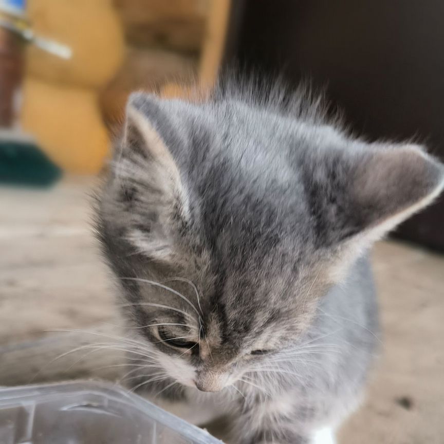 Котенок в добрые руки