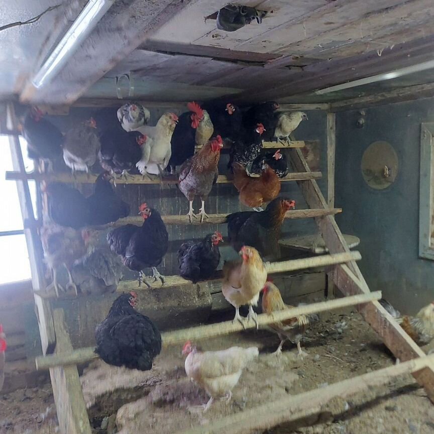 Куры несушки