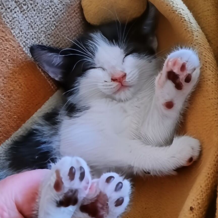 Котёнок в добрые руки