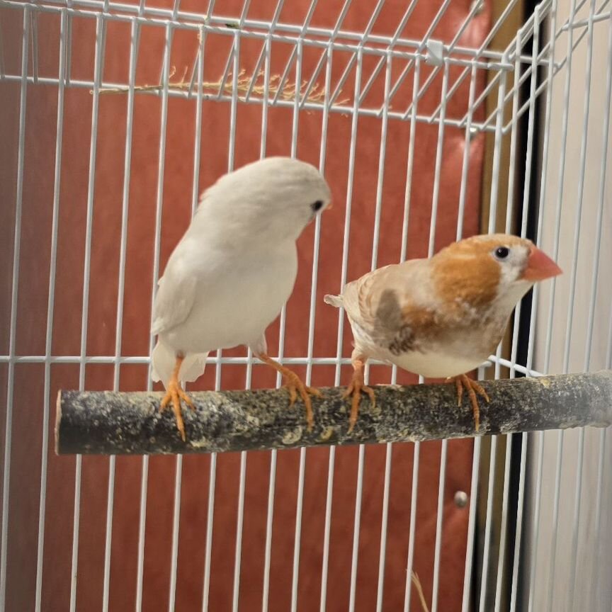 Амадины зебровые пара