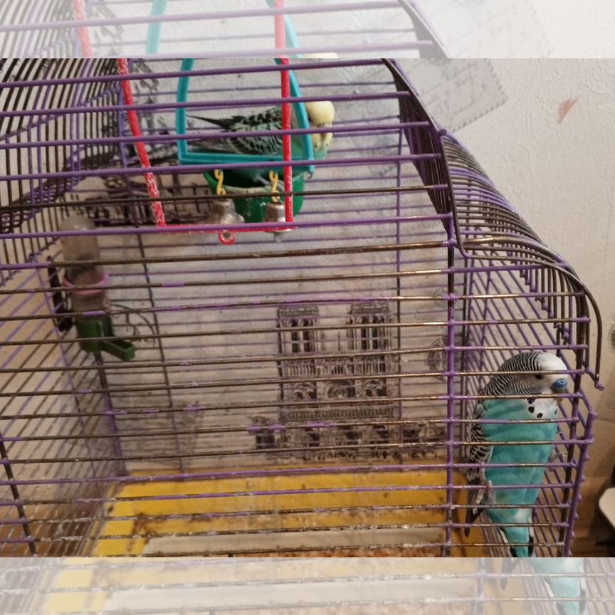 Волнистый попугай с клеткой