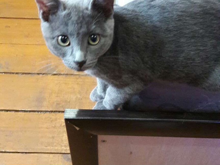 Котенок девочка 4 мес