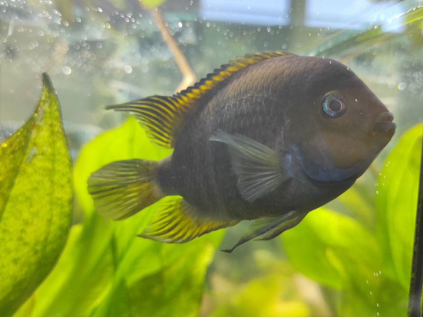 Цихлазома Седжика взрослая самка