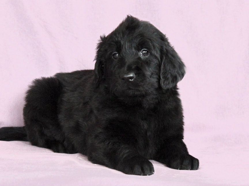 Прямошерстный ретривер (черные малыши)