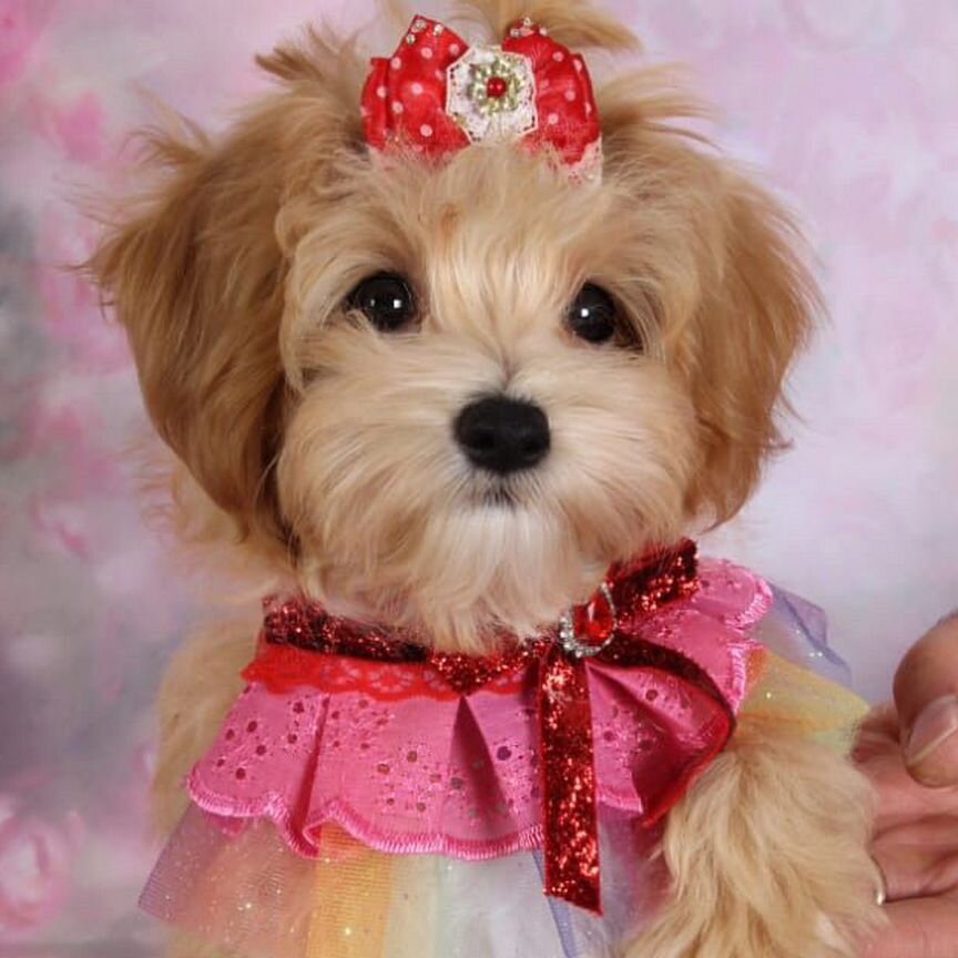 Мальтипу, щенок