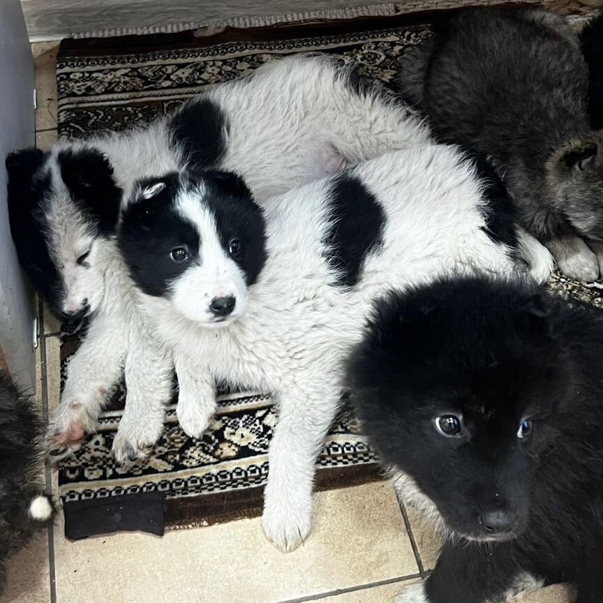 Щенки в добрые руки