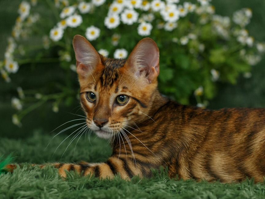 Котенок тойгер