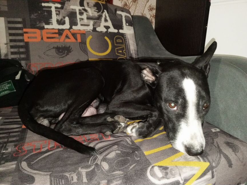 Маленькая собака