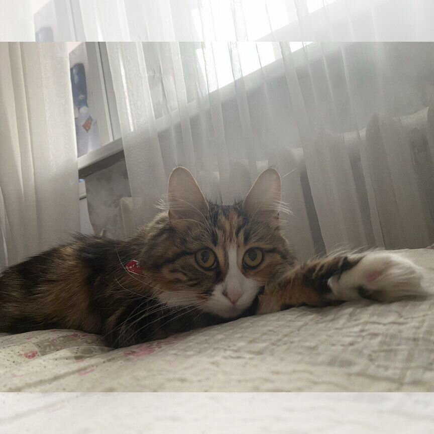 Кошка в дар бесплатно
