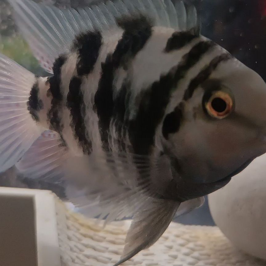 Рыба сапфировый попугай