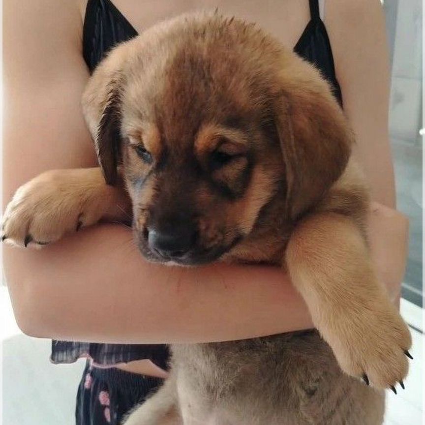 Щенок в добрые руки