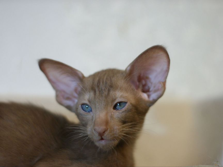 Ориентальные котята