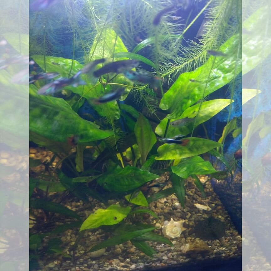 Аквариумные растения прополка