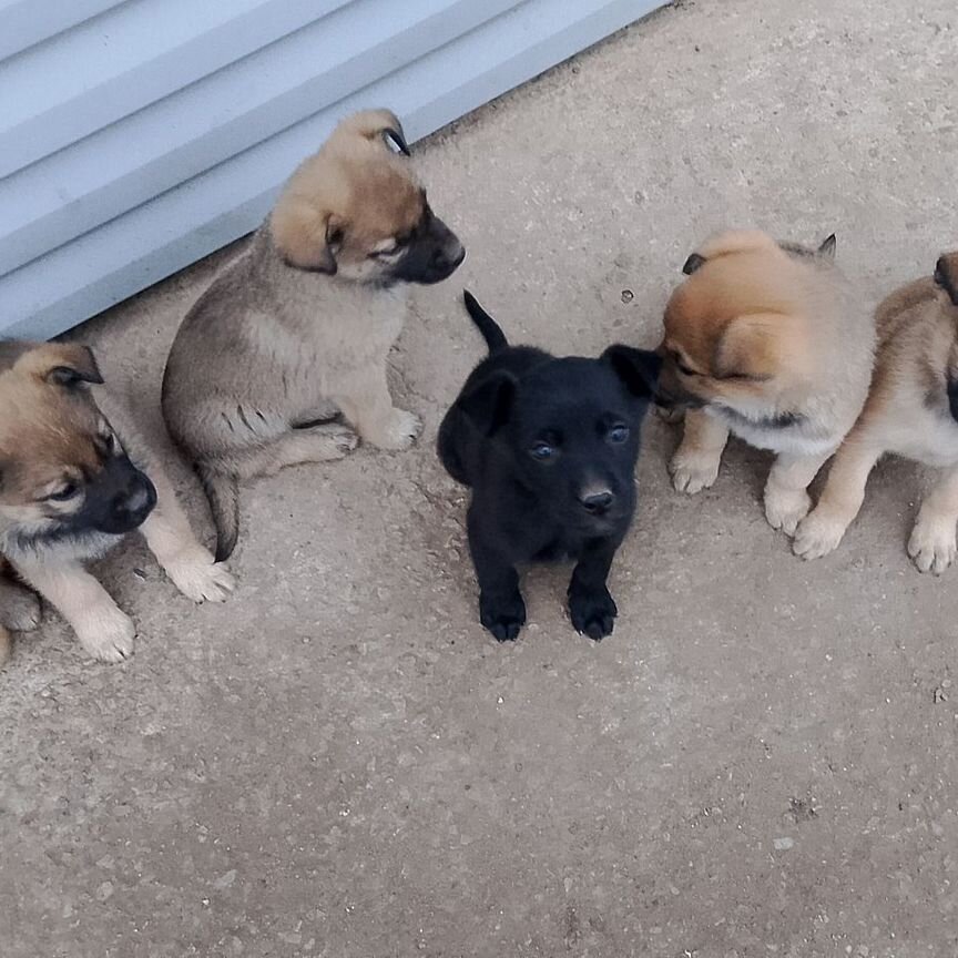 Кутята в добрые руки