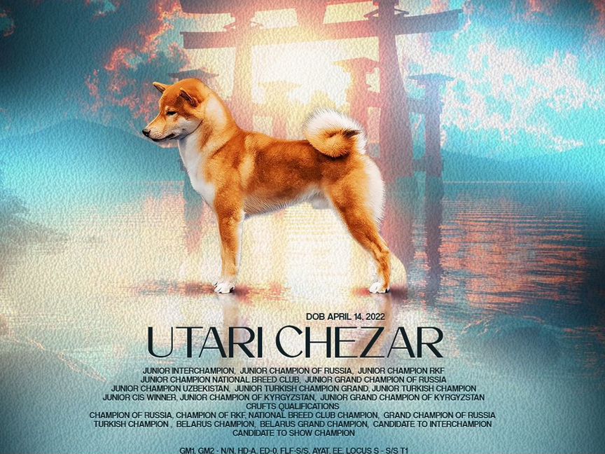 Сиба ину интерчемпион вязка